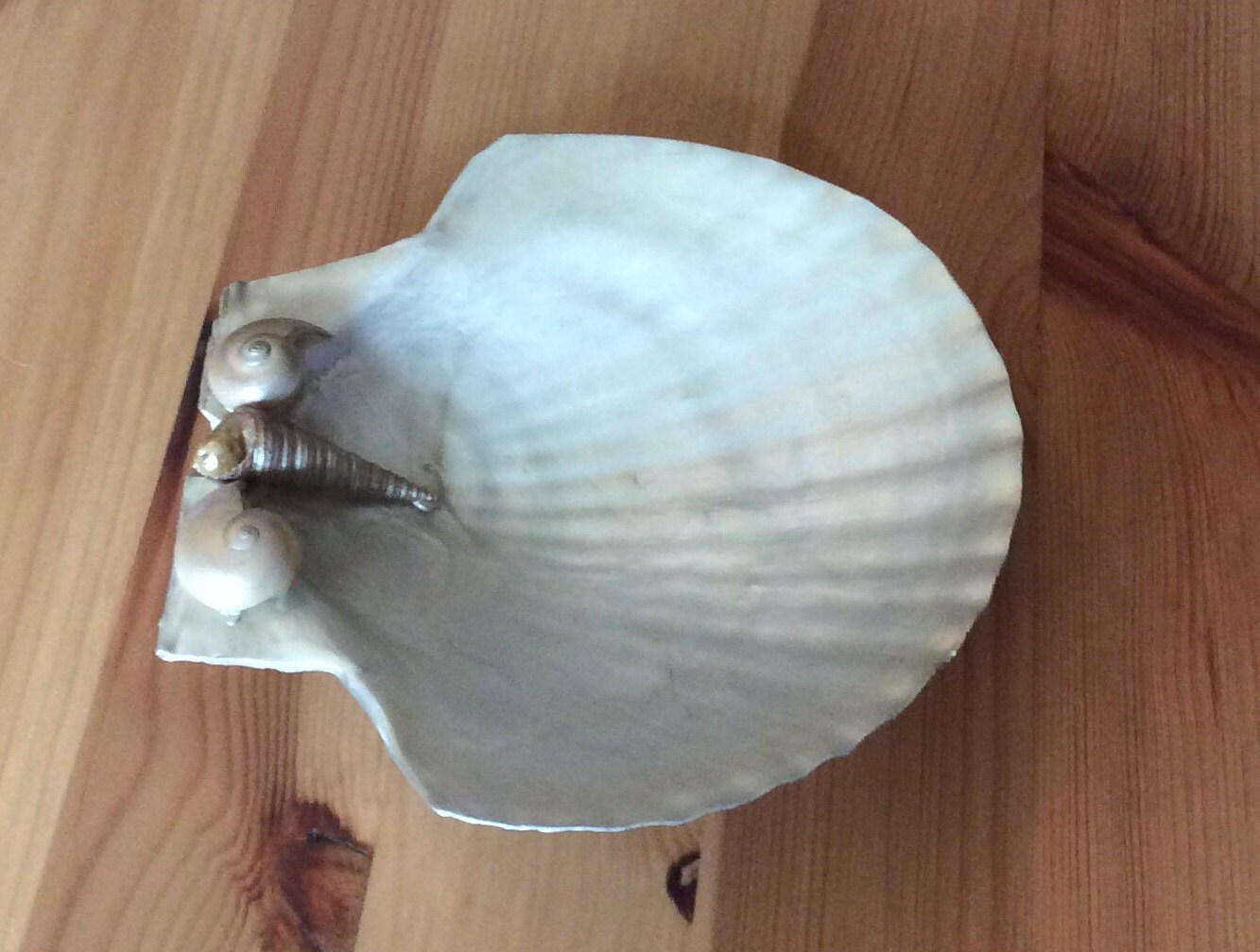 Seashell Holder - Etsy