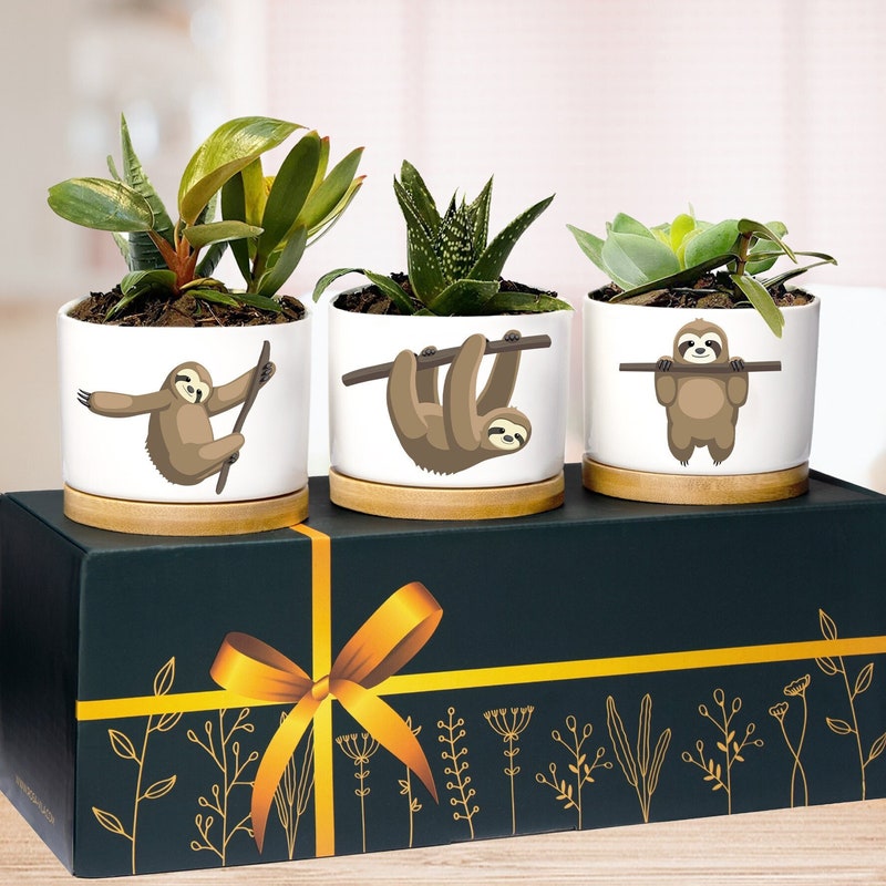 Sloth Gift - 60+ Gift Ideas for 2025