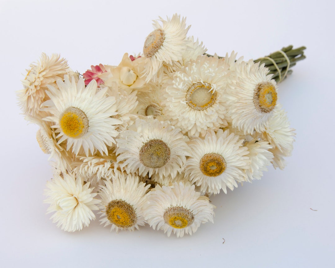 White Helichrysum Dried Bunch With Stems H42 - Etsy