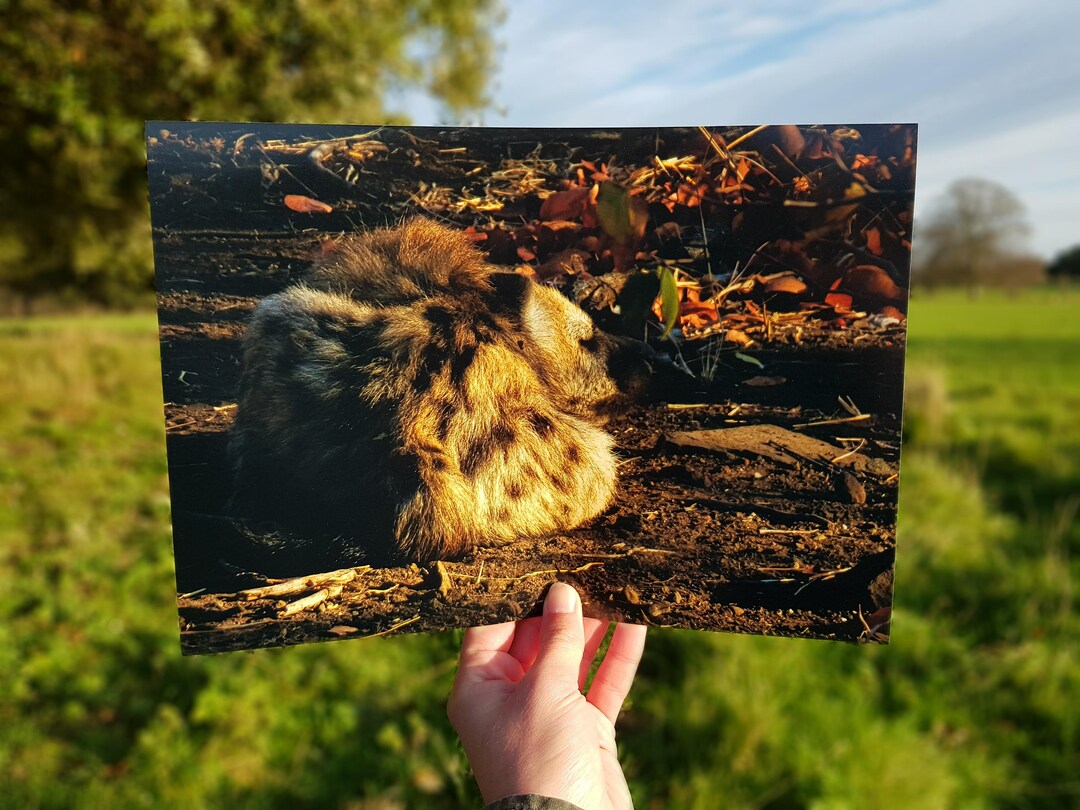 Hyena Photo, Hyena Print, Hyena Picture, Hyena Art, Hyena Decor, Nature ...