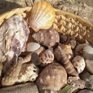 Bulk Sea Shell Mix, Coastal Decoration, Nautical Decor, Summer ...