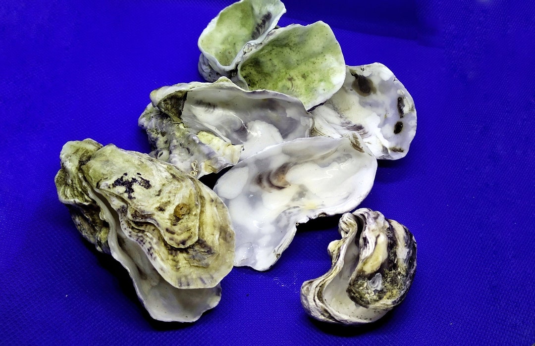 Bulk Oyster, Large Oyster Clusters, Oyster Shells, Aquarium Ornament,beach Home Decor, Oyster ...