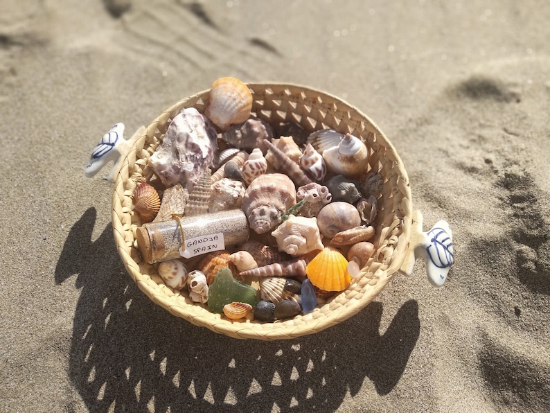 Bulk Sea Shell Mix, Coastal Decoration, Nautical Decor, Summer ...