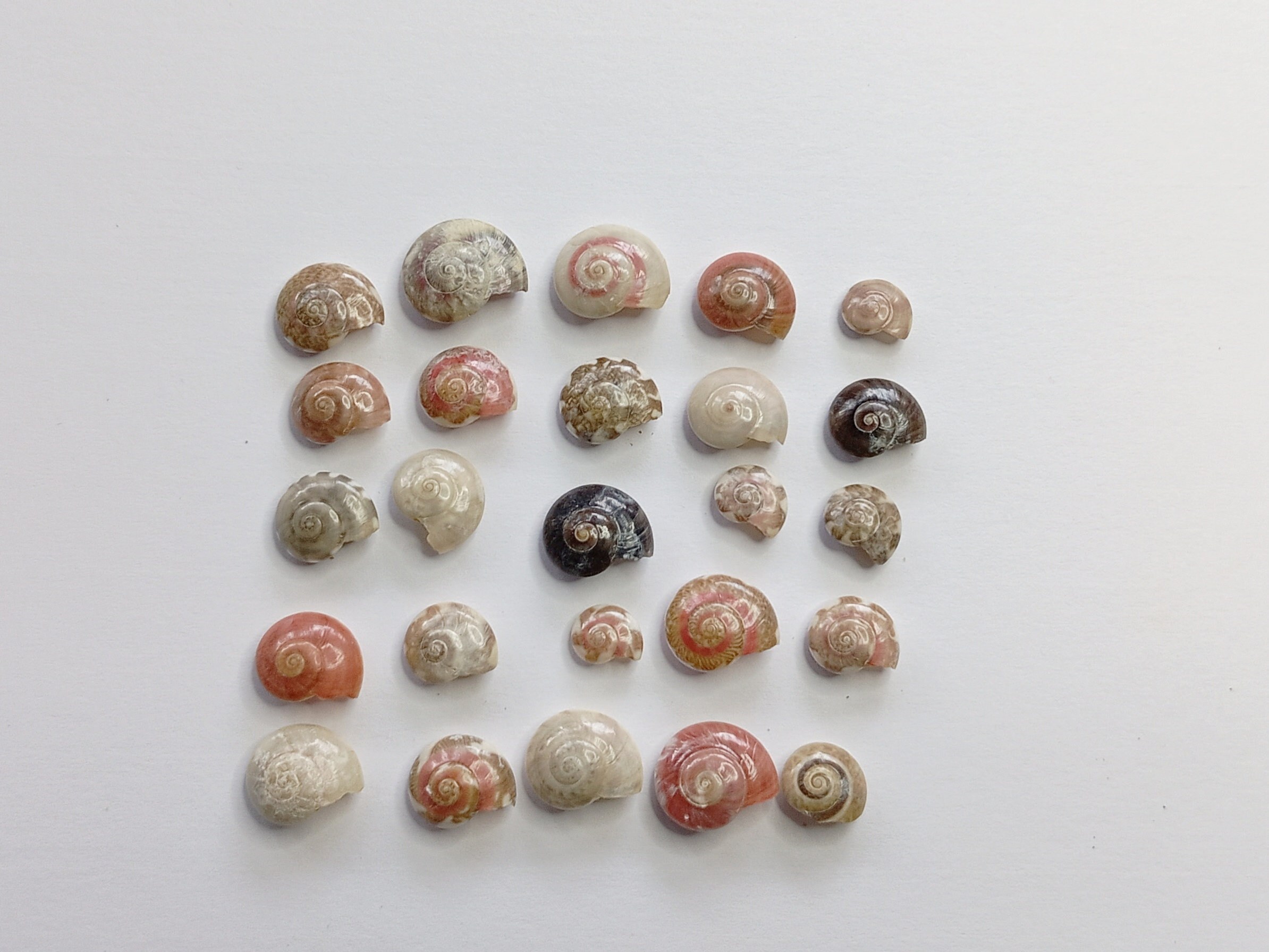 Small Natural Sea Shells, Coastal Decor, Seashell Lot, Nautical ...