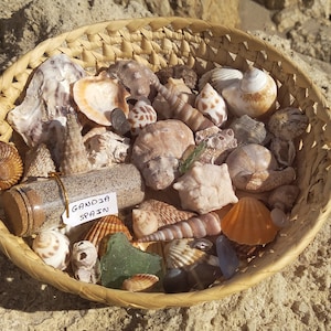 Bulk Sea Shell Mix, Coastal Decoration, Nautical Decor, Summer ...