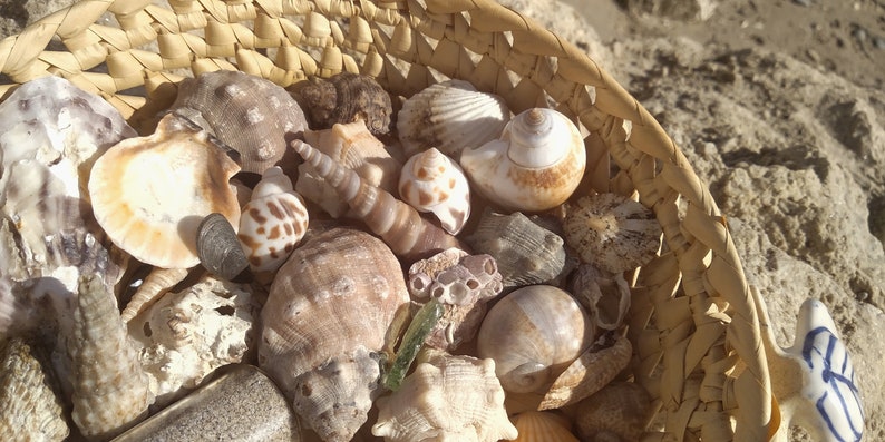 Bulk Sea Shell Mix, Coastal Decoration, Nautical Decor, Summer ...