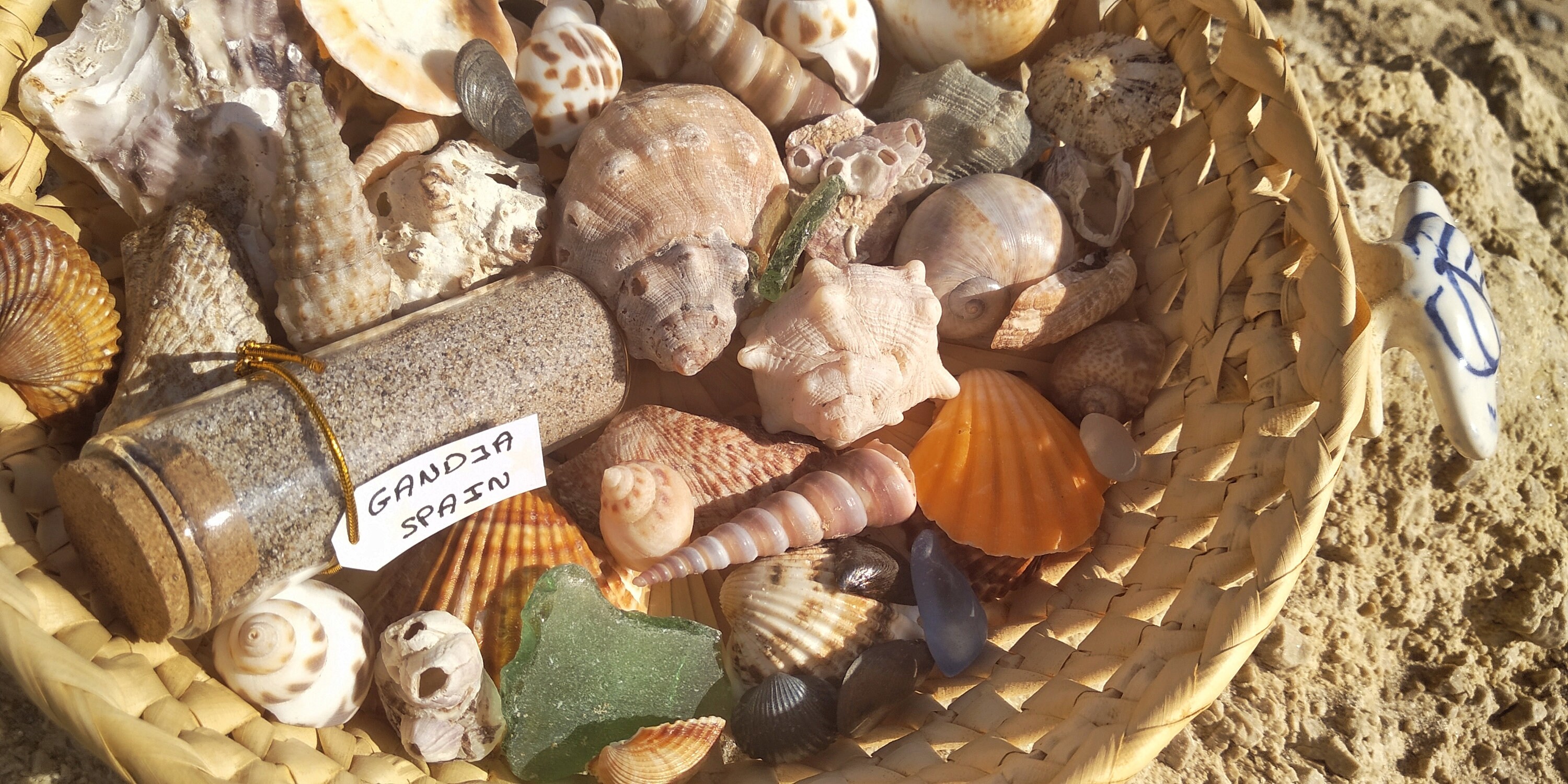 Bulk Sea Shell Mix, Coastal Decoration, Nautical Decor, Summer ...