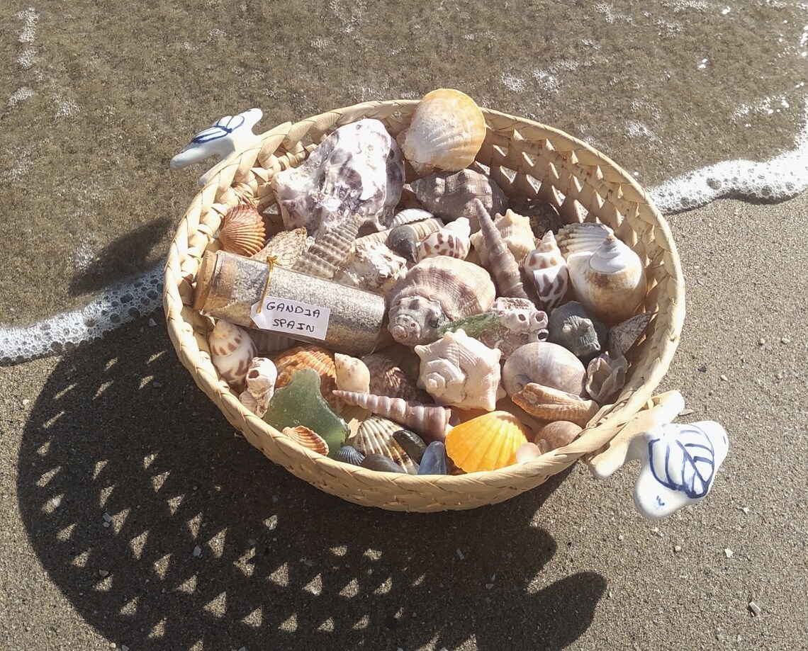 Bulk Mixed Sea Shells Genuine Sea Glass Natural Seashell - Etsy