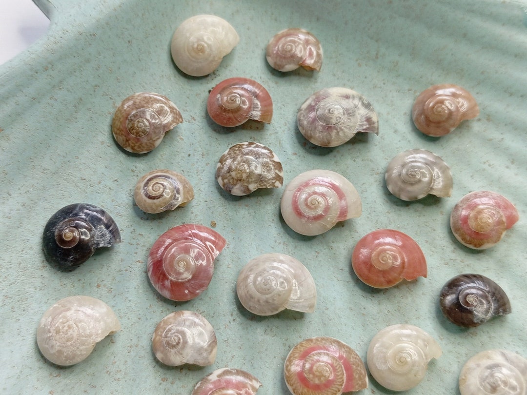 Small Natural Sea Shells, Coastal Decor, Seashell Lot, Nautical ...