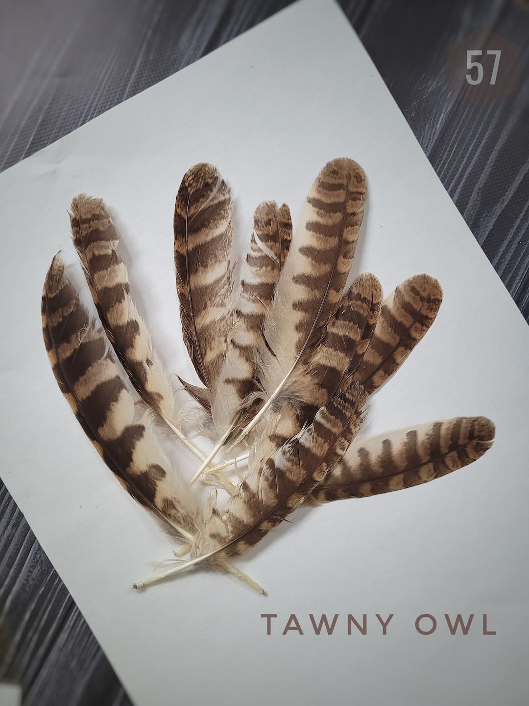 Tawny Owl Feathers Natural Feathers for Crafting and Dreamcatchers - Etsy