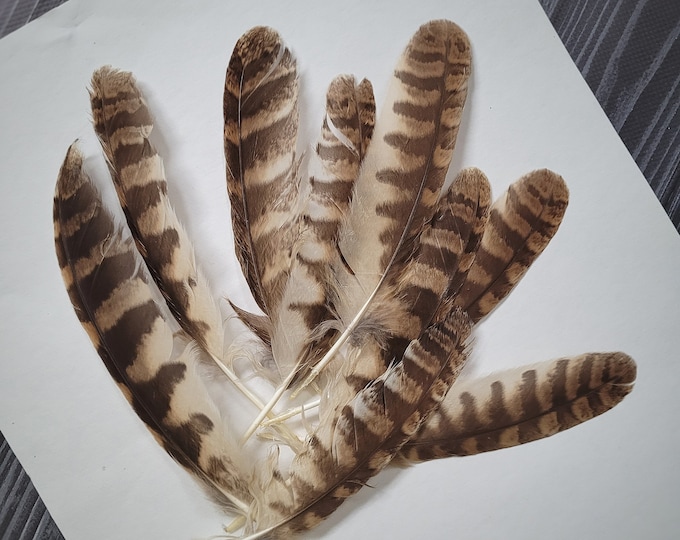 Tawny Owl Feathers Natural Feathers for Crafting and Dreamcatchers - Etsy