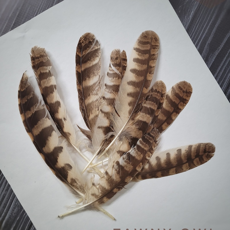 Owl Feathers - Etsy