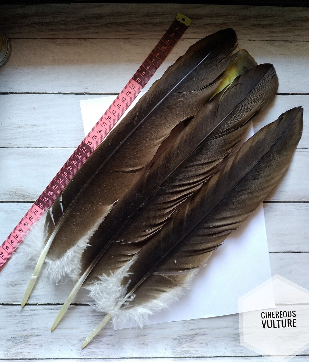 Rare Natural Feathers of Live Cinereous Vulture, Big Feathers, Black ...