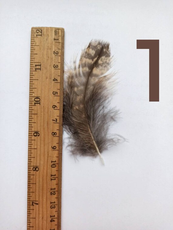 Natural Molted Small Feathers of Live Eagle Owl Feathers for - Etsy