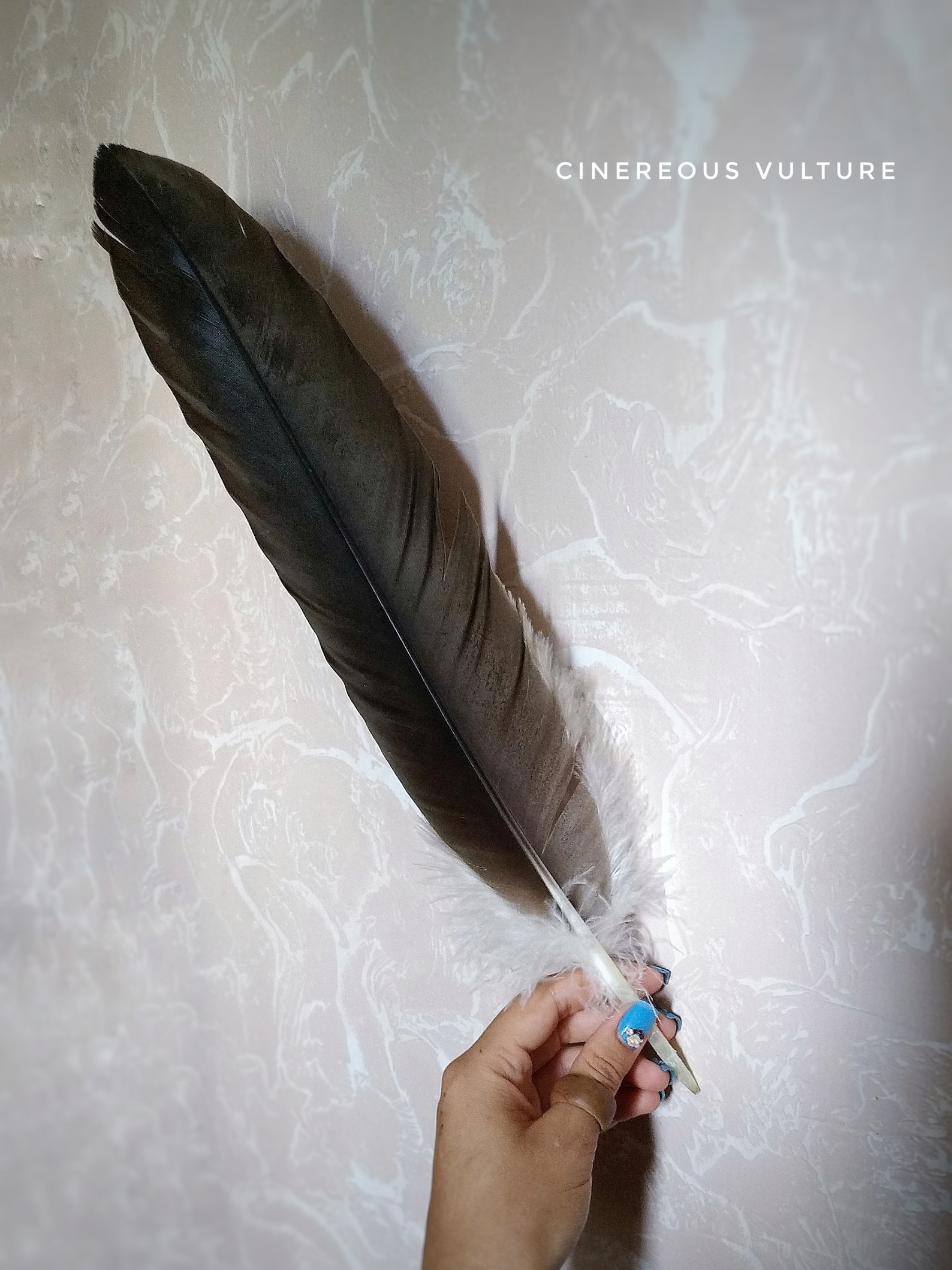 Rare Natural Feathers of Live Cinereous Vulture Big Feathers - Etsy