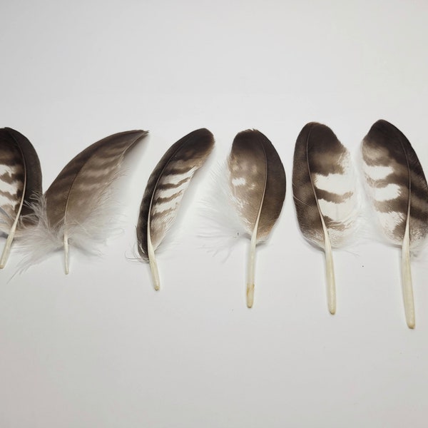 Loose Feathers - Etsy