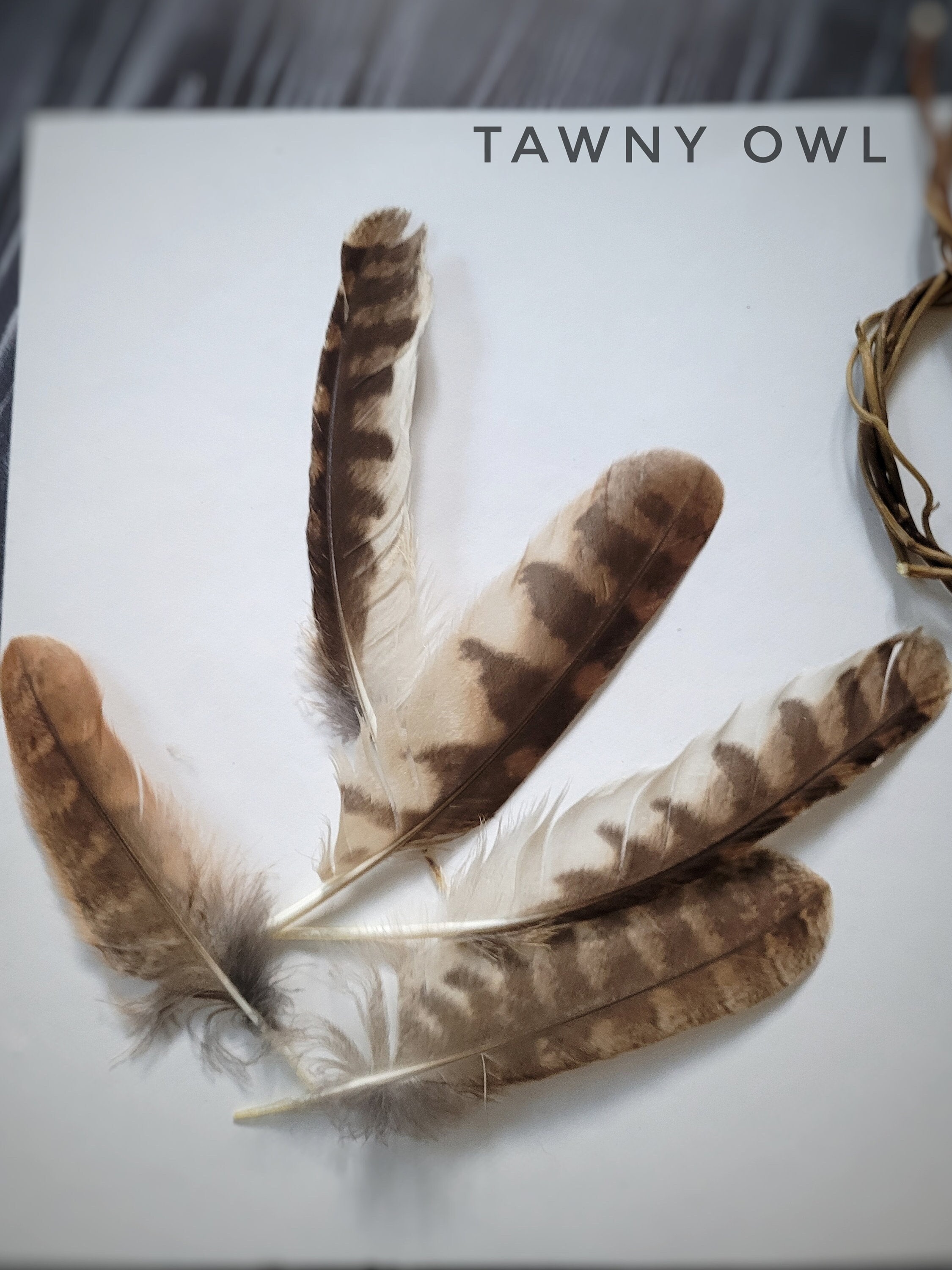 Owl Feather Identification