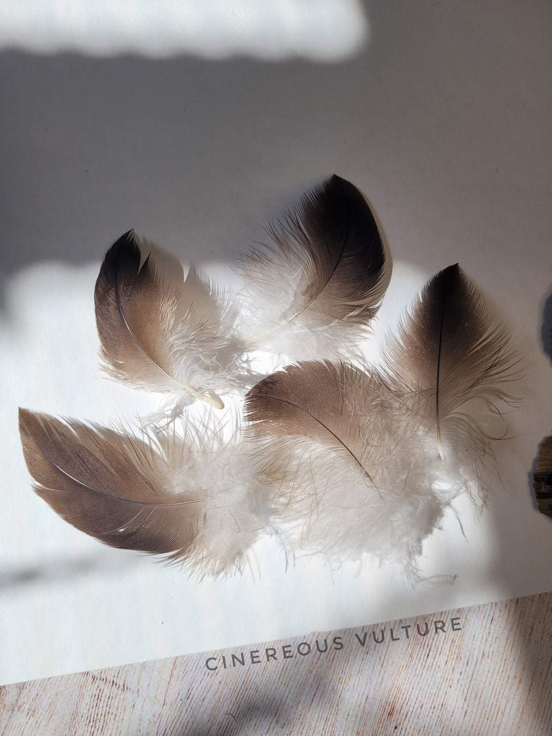 Rare Live Cinereous Vulture Feather Set Moulting Feathers Natural ...