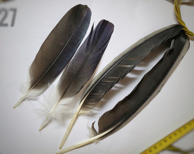 Rare Big Black Natural Molted Feathers of Live White Stork, Unique ...