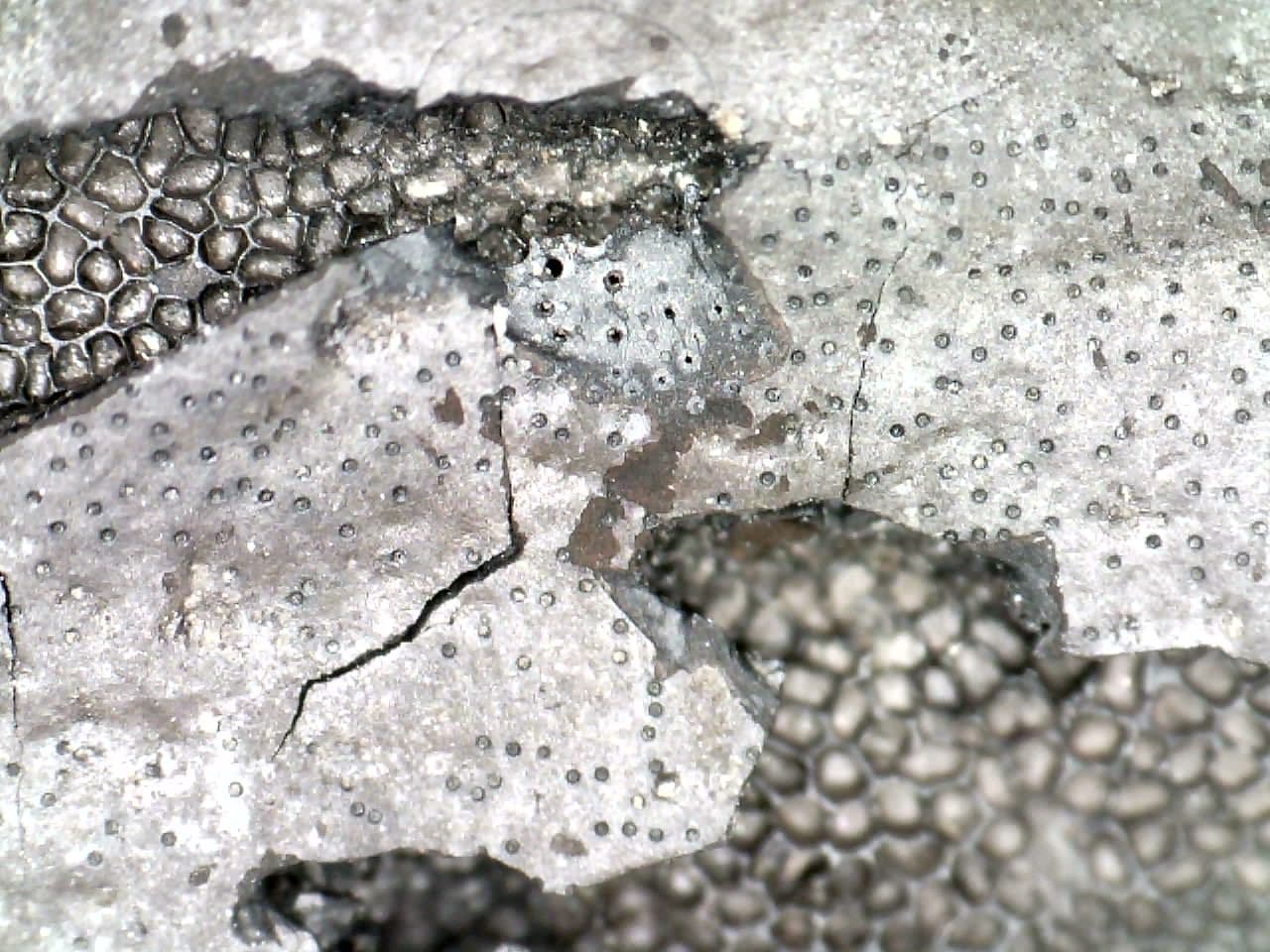 Meteorite, Lunar Meteorite, Fusion Crust on Oak Branch 14cm X 7cm - Etsy