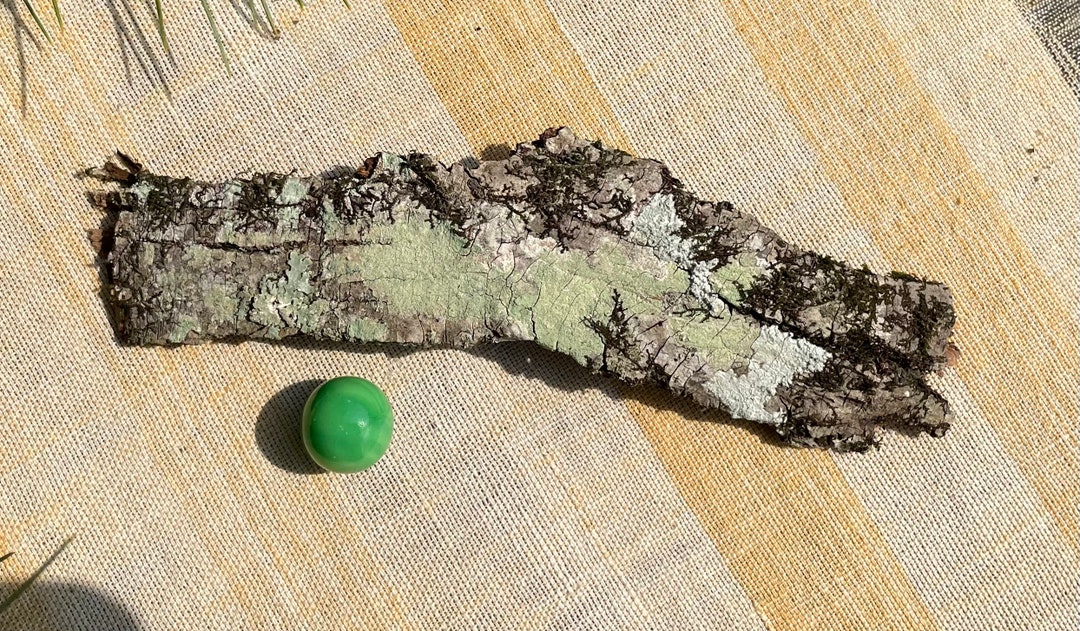 Lunar Meteorite Fusion Crust on Shag Bark Hickory Tree Bark, 3.5cm X ...