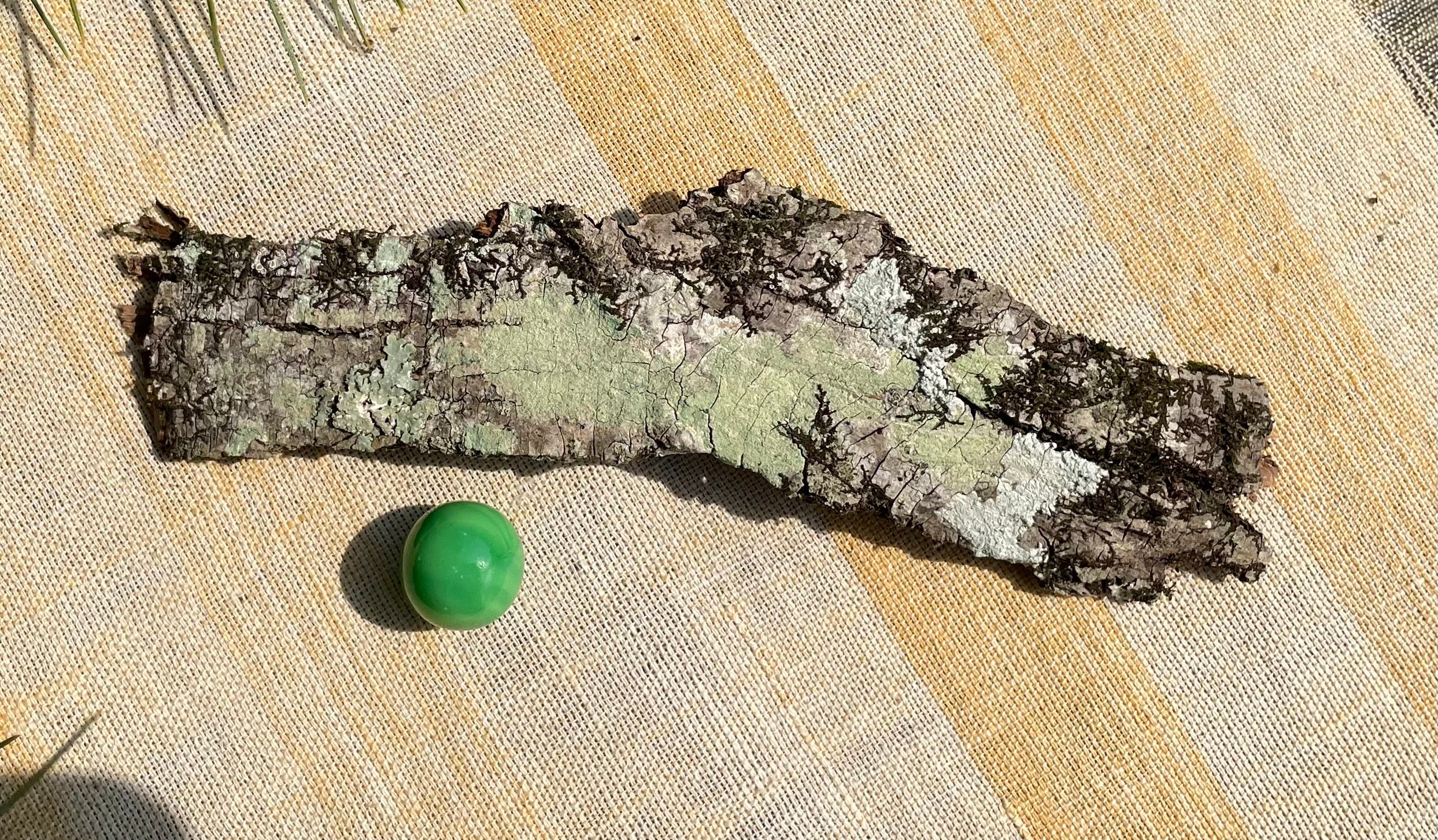 Lunar Meteorite Fusion Crust on Shag Bark Hickory Tree Bark, 3.5cm X ...