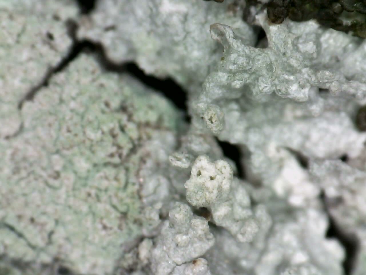 Lunar Meteorite Fusion Crust on Shag Bark Hickory Tree Bark, 3.5cm X ...