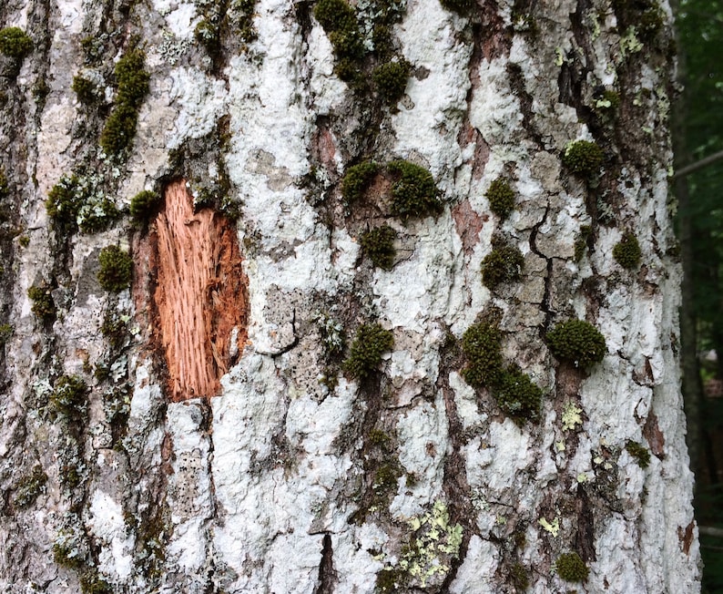 Meteorite Lunar Meteorite Fusion Crust on Oak Tree 3.5 Cm X - Etsy