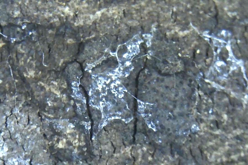 Meteorite, Lunar Meteorite, Fusion Crust on Oak Tree 3.5 Cm X 11.5 Cm ...