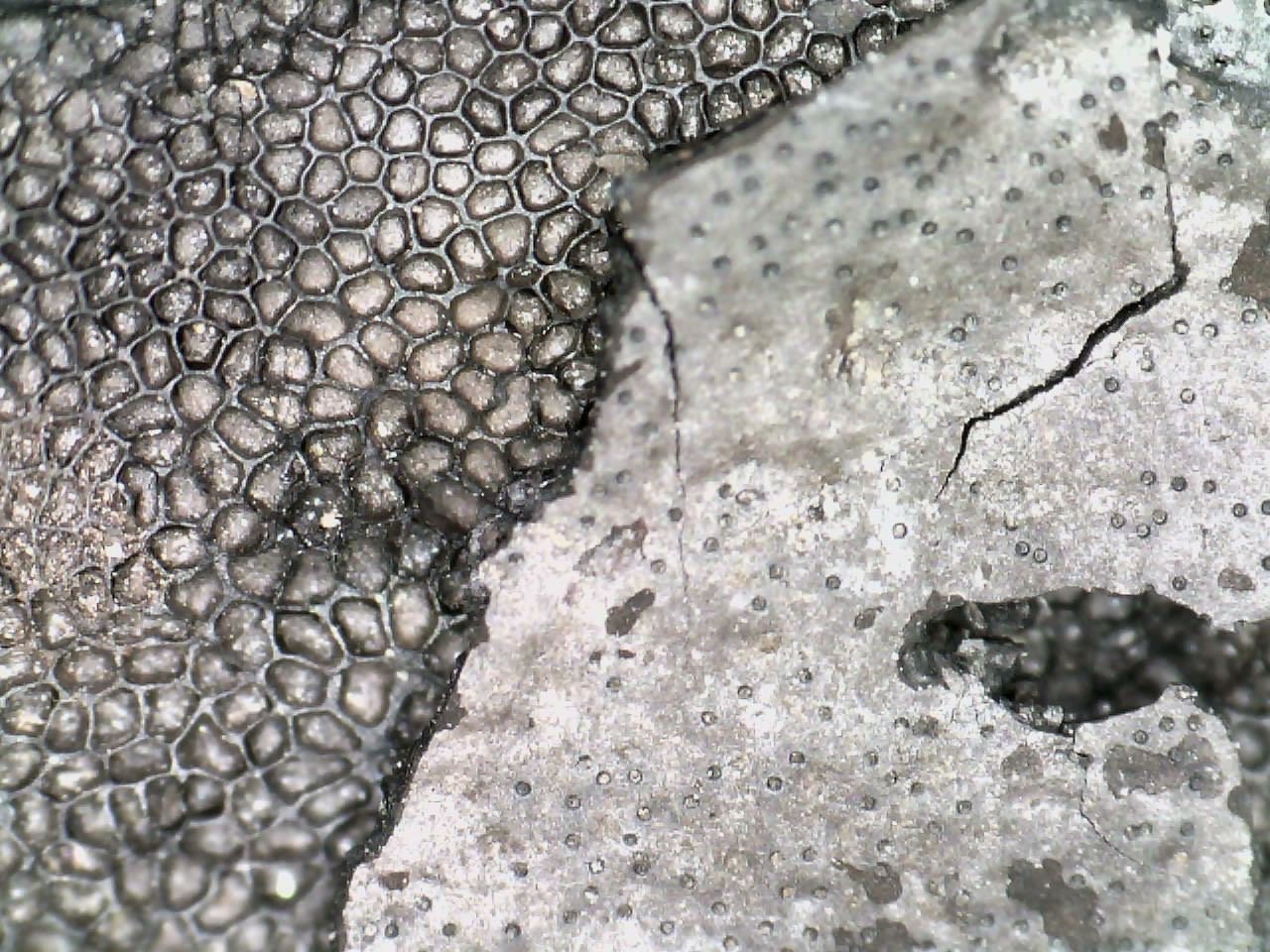 Meteorite, Lunar Meteorite, Fusion Crust on Oak Branch 14cm X 7cm - Etsy