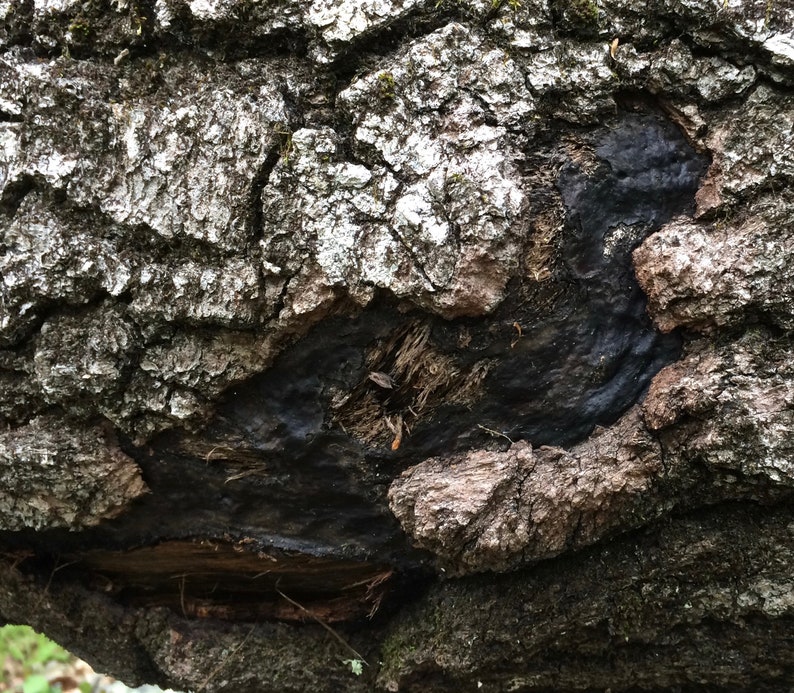Meteorite, Lunar Meteorite, Fusion Crust on Oak Tree 3.5 Cm X 11.5 Cm ...