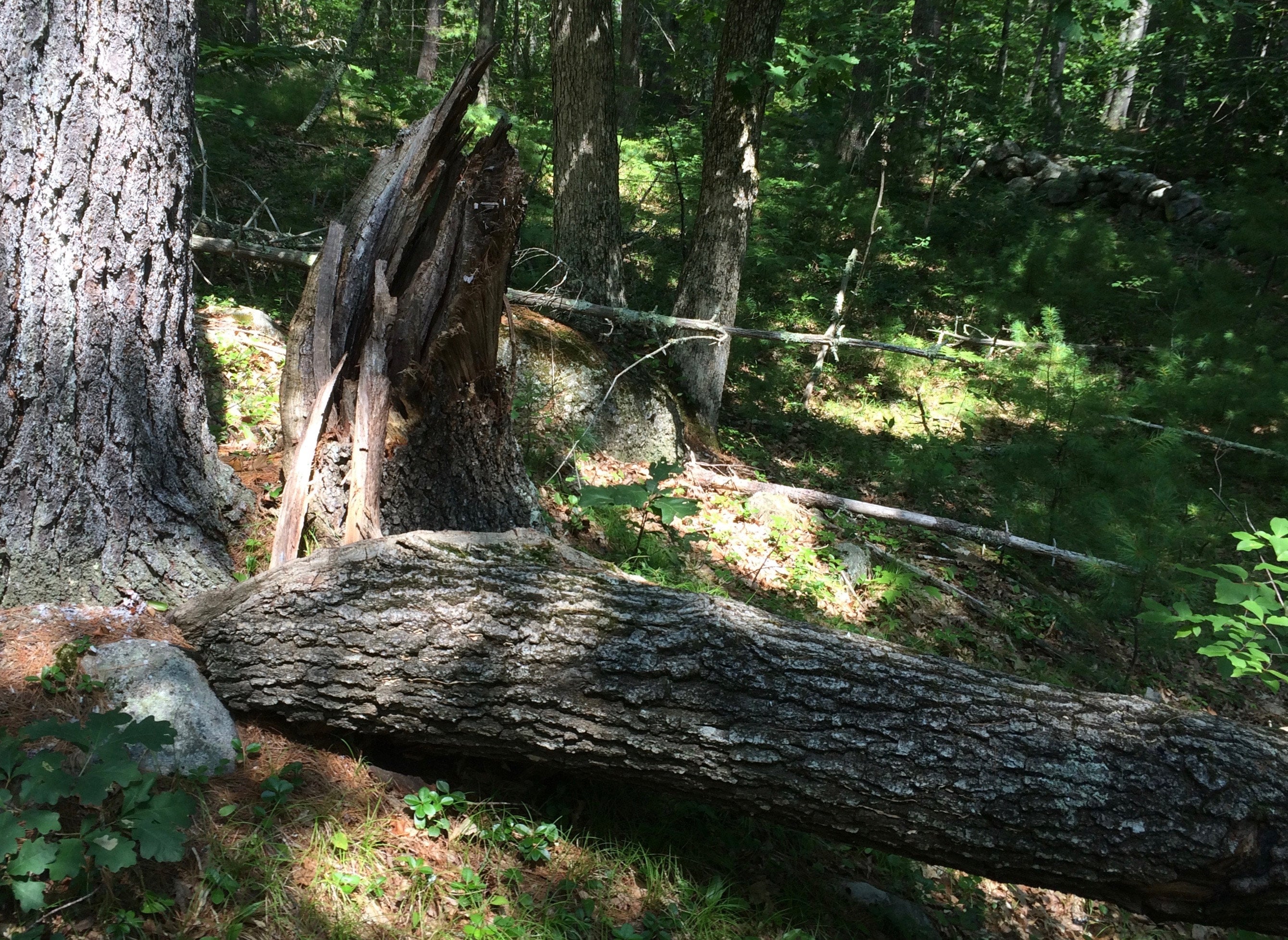 Meteorite, Lunar Meteorite, Fusion Crust on Oak Tree 3.5 Cm X 11.5 Cm ...