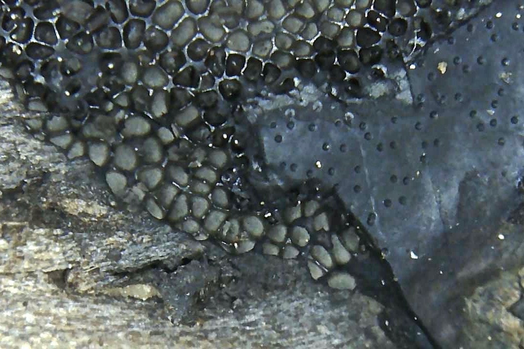 Meteorite, Lunar Meteorite, Fusion Crust on Oak Tree 3.5 Cm X 11.5 Cm ...