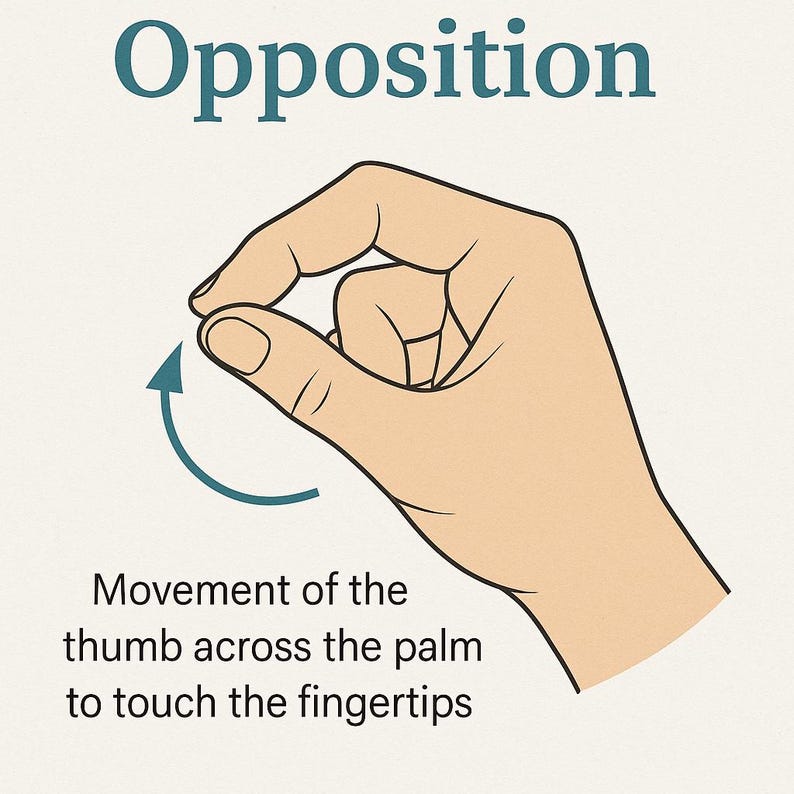 Anatomical Movements Flash Cards: Anatomy Movement Terminology Study ...