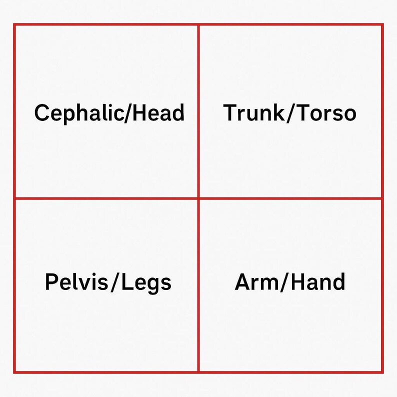 Anatomical Regions Flash Cards: Anatomy Terminology Study Tool ...
