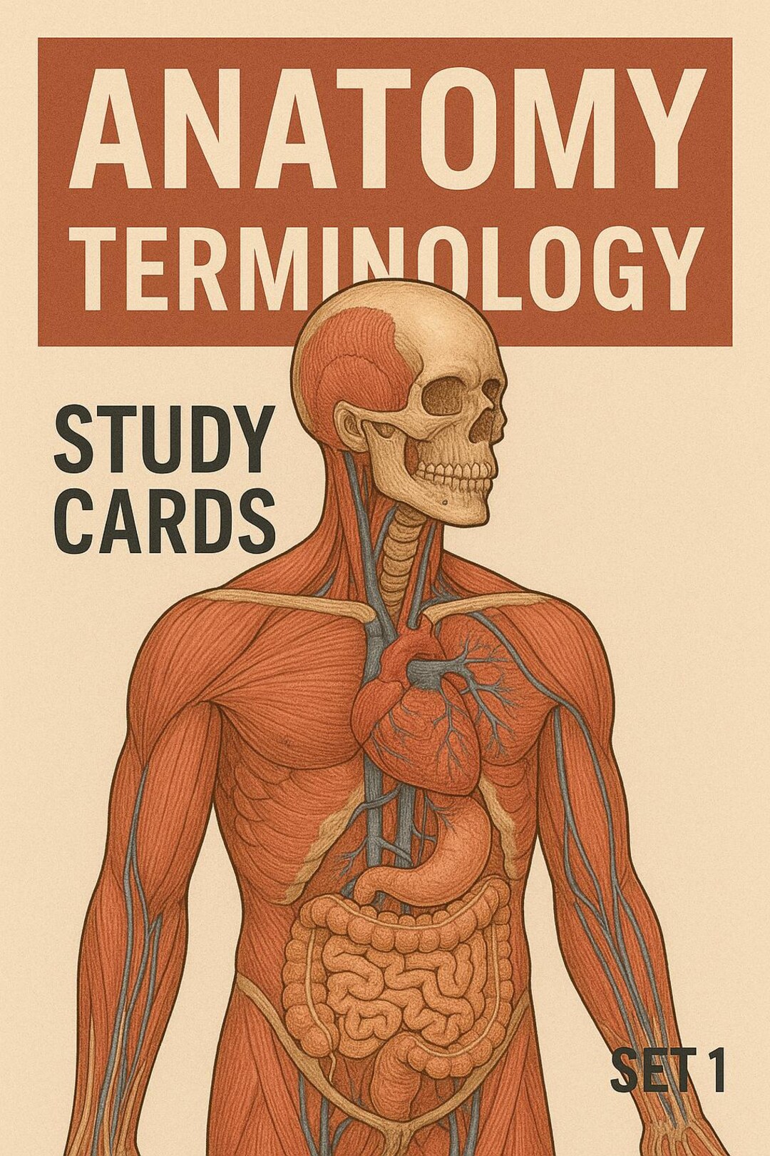 Anatomical Regions Flash Cards: Anatomy Terminology Study Tool ...