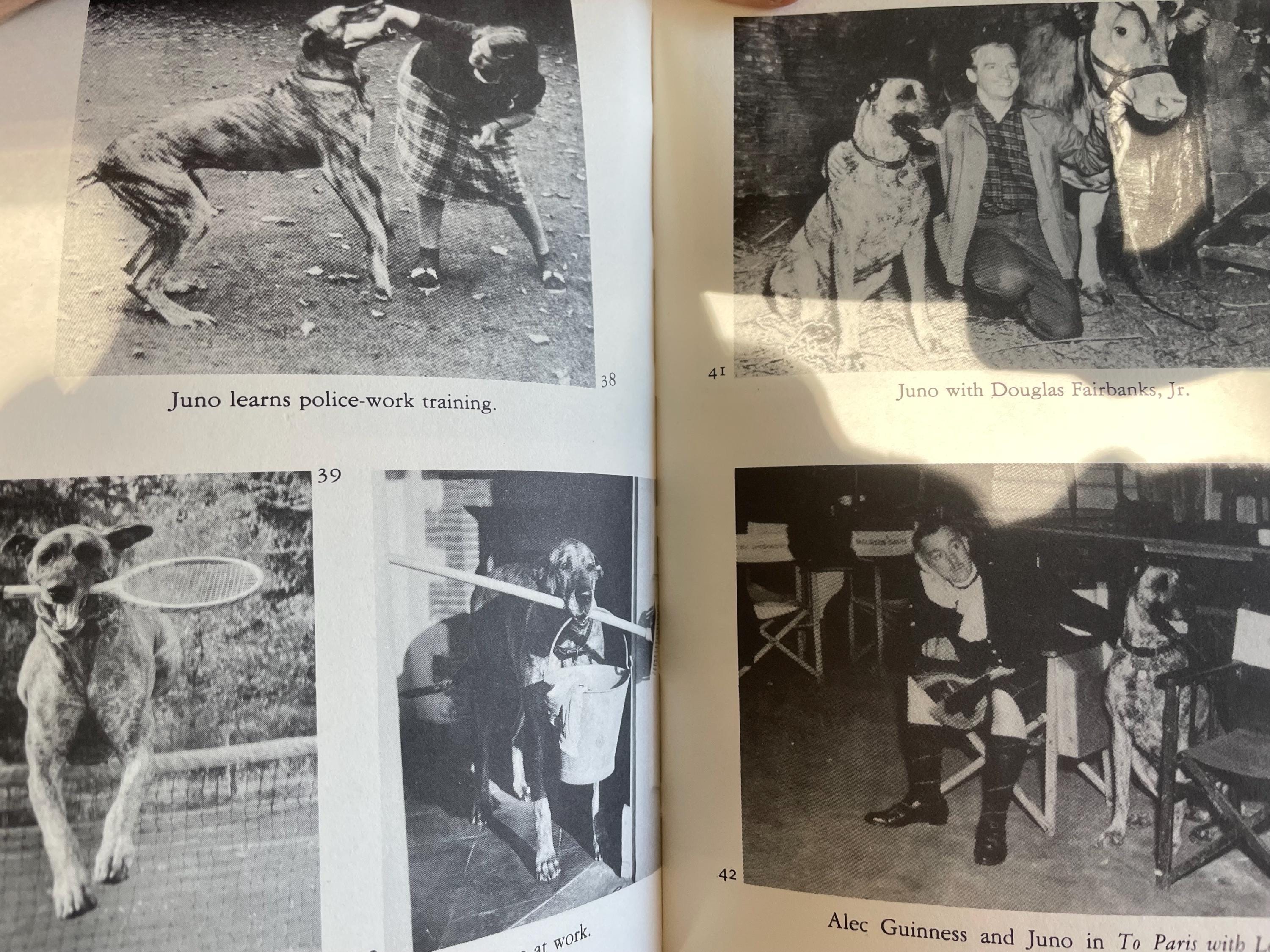 Barbara Woodhouse Just Barbara My Story Photos Too Great Dane Lover and ...