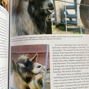 How to Raise Goats by Amundson Great Gift for a Goat Owner - Etsy