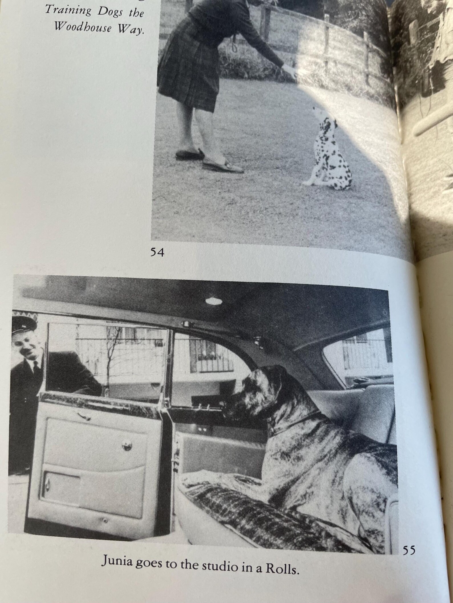 Barbara Woodhouse Just Barbara My Story Photos Too Great Dane Lover and ...