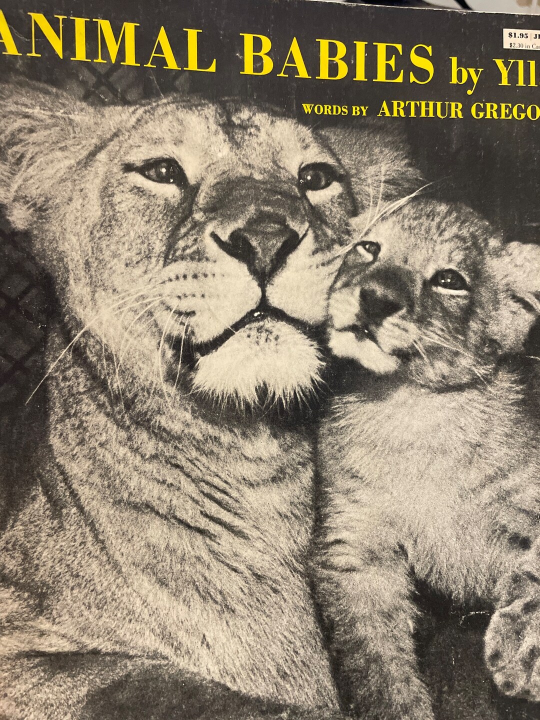 Vintage 1959 Animal Babies Large Pictures - Etsy