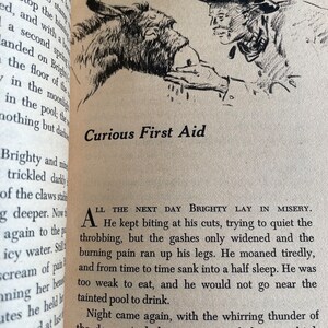 Brighty of the Grand Canyon by Marguerite Henry Rand Mcnally 1953 Mule ...