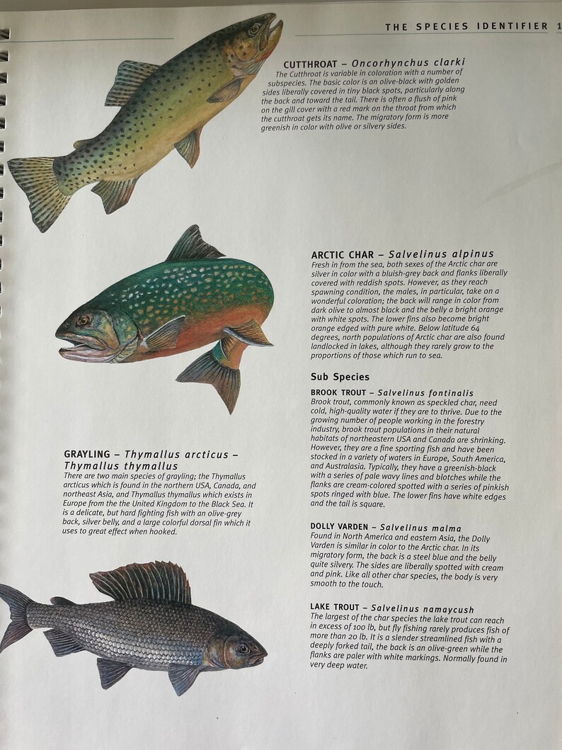 The Essential Guide to Fly Fishing Catch That Fish - Etsy