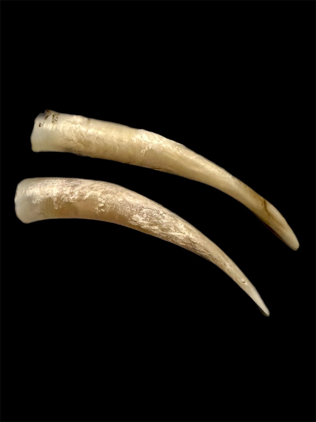 Unique Rooster Cockspur Spurs Two for Pendants Necklaces Earrings Tying ...