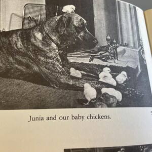 Barbara Woodhouse Just Barbara My Story Photos Too Great Dane Lover and ...