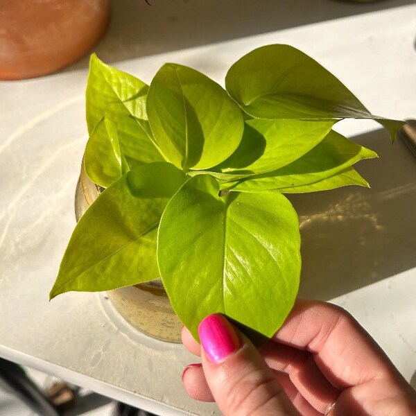 Pothos - Etsy