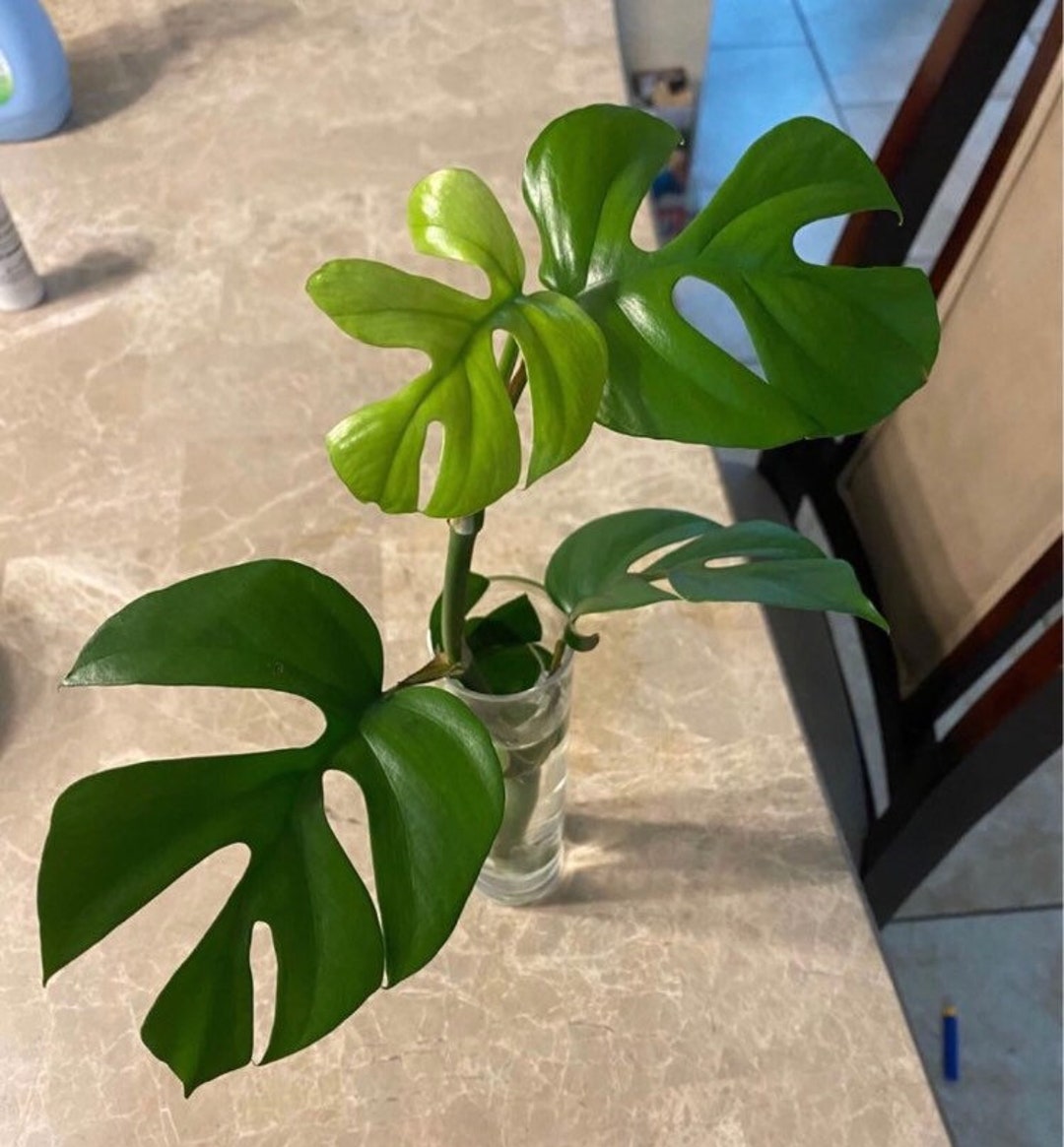 Mini Monstera Single Un-rooted Cutting, Ginny Monstera, Please Read ...