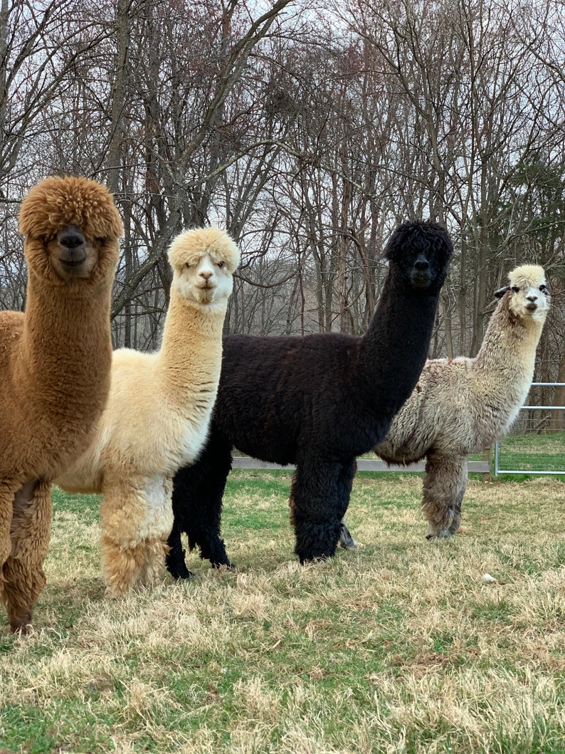 Huacaya Alpaca Fiber | Etsy