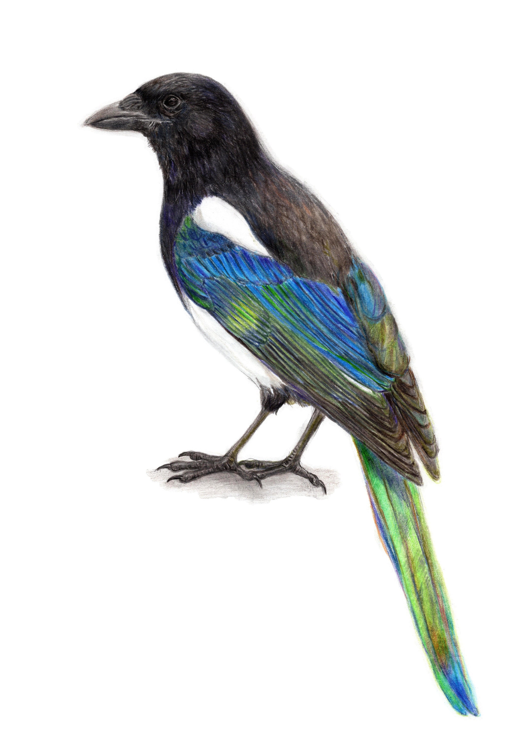 Rysunek na papierze obrazek portret ptaka sroka ptak | Etsy