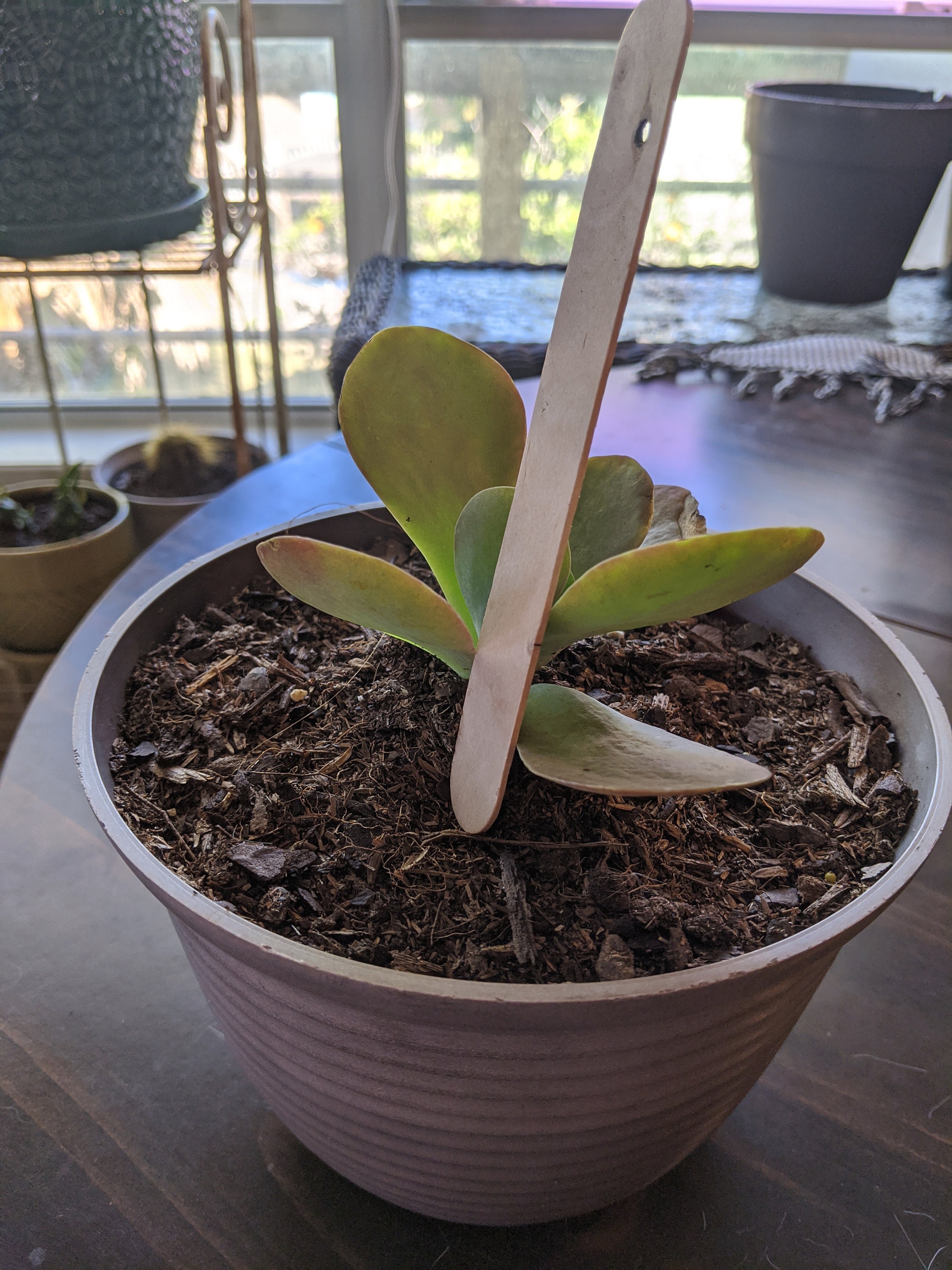 Succulent Plant - "flapjack" Mature Medium Size up to 5" Tall - Etsy ...