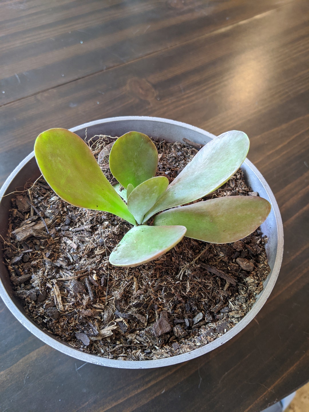 Succulent Plant - "flapjack" Mature Medium Size up to 5" Tall - Etsy ...